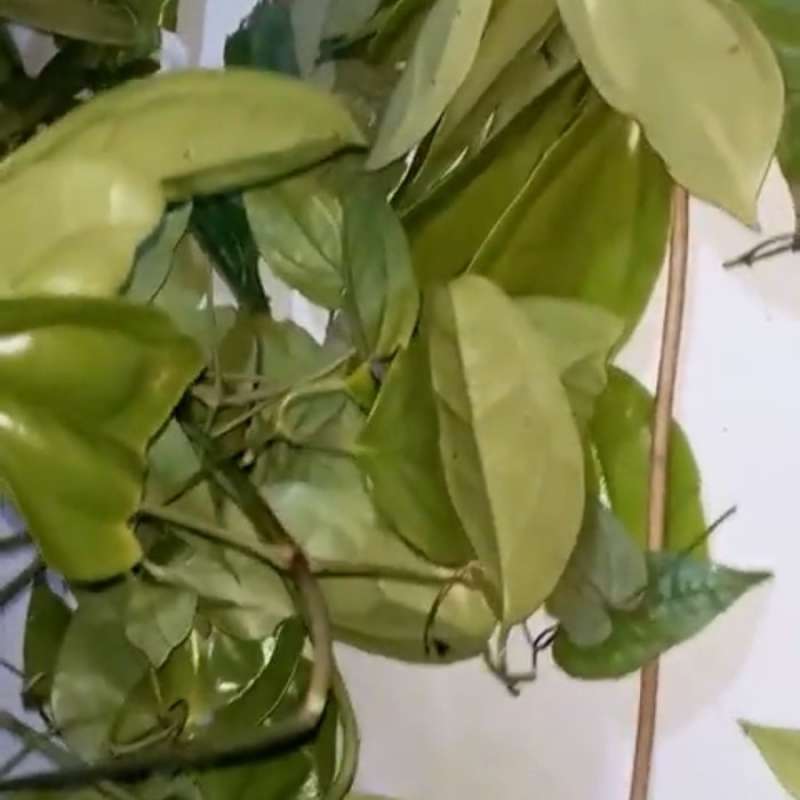 Promo daun bungkus Papua .asli berbentuk daun yang haluskan Diskon 23% ...