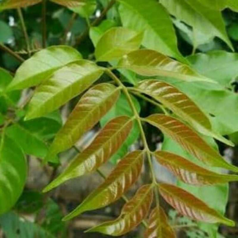 Jual Daun Kedondong - Asli Segar Dari Perkebunan di Seller HIDAYAT ...