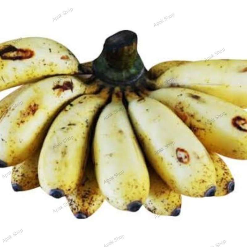 Jual Pisang Susu 1 sisir segar di Seller ApakShop - Kota Medan ...