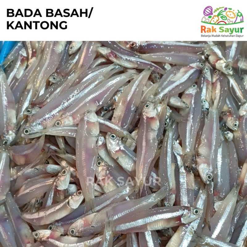 Promo Ikan Bada Basah per Kantong Teri Basah Fresh Ikan Seafood Daging ...