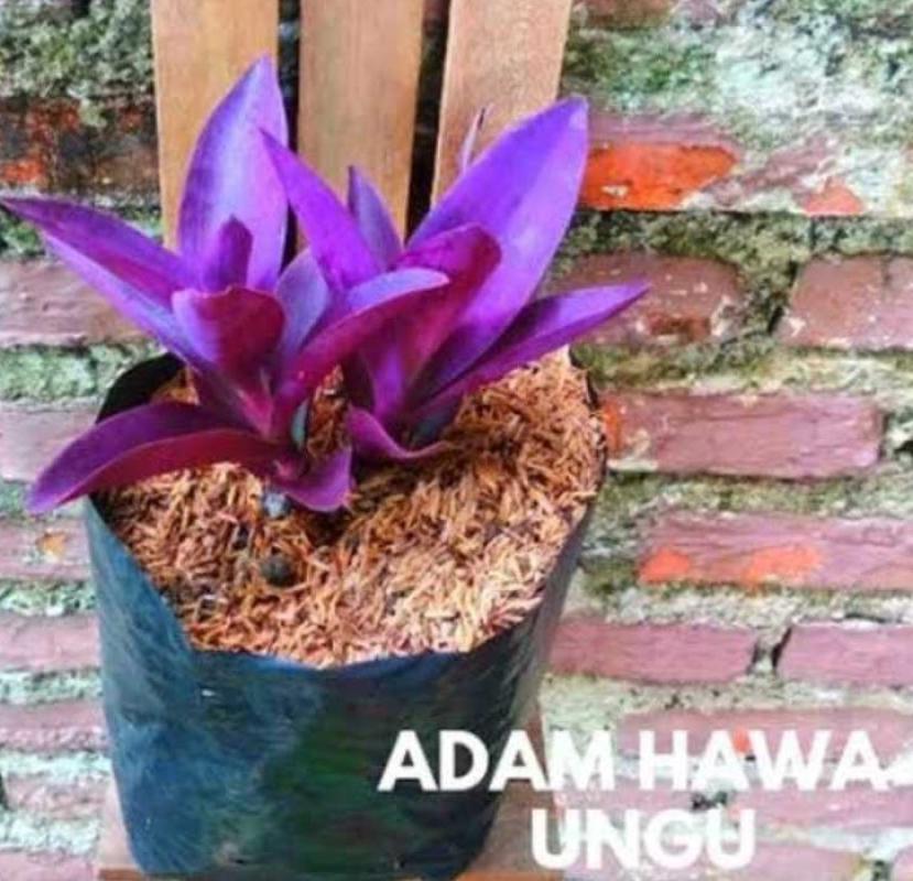 12+ Gambar Tanaman Hias Adam Hawa yang Lagi Ngetrend - Informasi ...