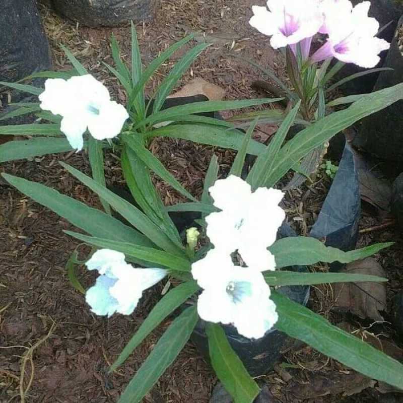 Jual Tanaman Hias Ruweliya Mini - Ruwelliya - Rolia - Roliya Mini Di ...