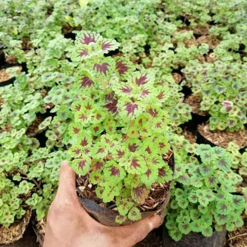 Jual Tanaman Miana Mini Miana Mini Miyana Di Seller Lutfi Taman Citayam Kab Bogor Blibli