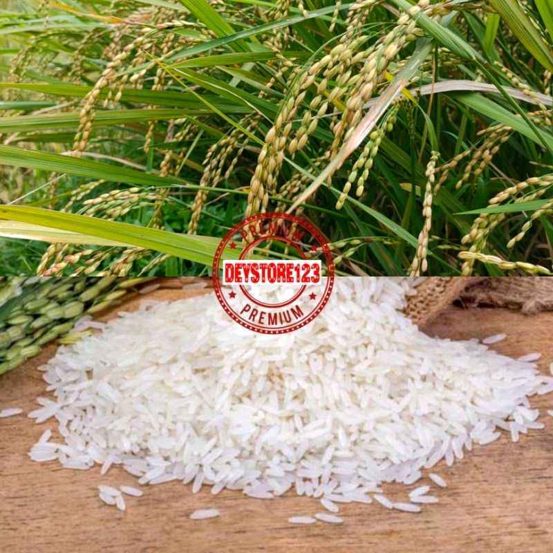 Promo bibit padi putih jenis walen 1 kg umur pedek Diskon 30% di Seller ...
