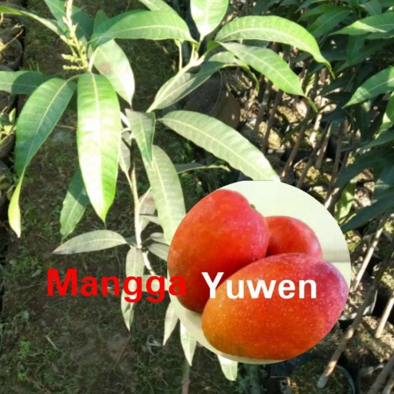 Jual Jual Bibit Mangga Yuwen Seri 6 Berkualitas Di Seller Grosir ...