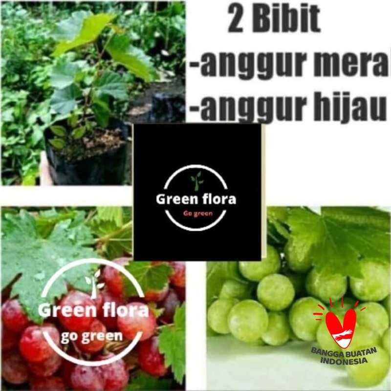 Jual paket 2 bibit tanaman anggur merah-tanaman anggur hijau di Seller ... Jual paket 2 bibit tanaman anggur merah-tanaman anggur hijau di Seller ...