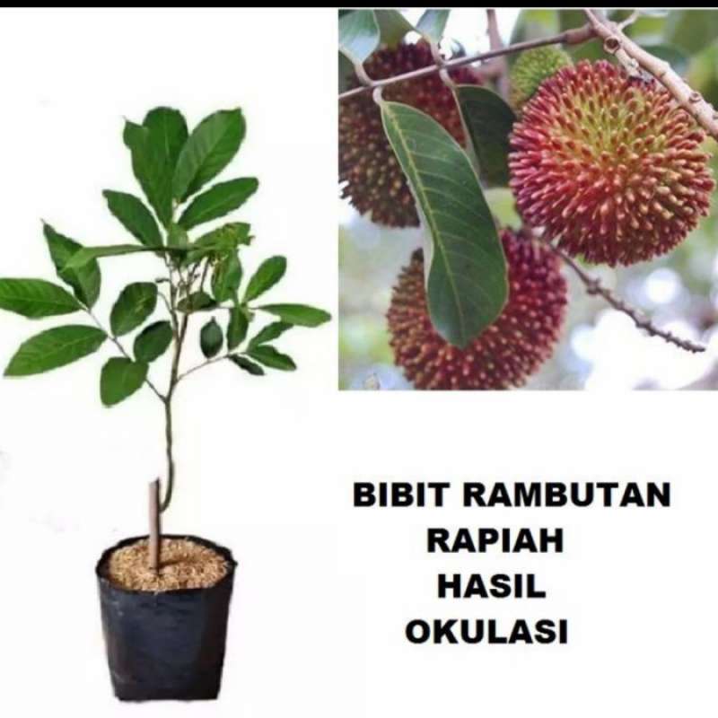 Jual Bibit Tanaman Rambutan Rapiah Pohon Rambutan Rapiah Hasil Okulasii ... Jual Bibit Tanaman Rambutan Rapiah Pohon Rambutan Rapiah Hasil Okulasii ...