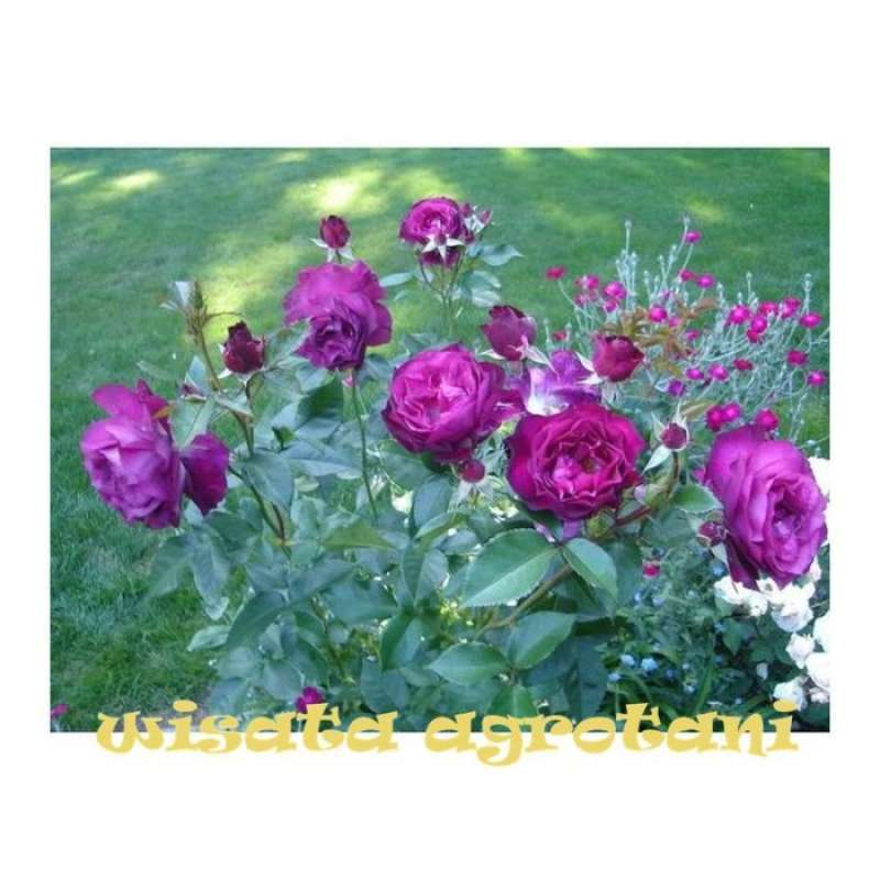 Jual BIBIT BUNGA MAWAR UNGU PURPLE ROSE IMPORT TANAMAN HIDUP WISATA di ...