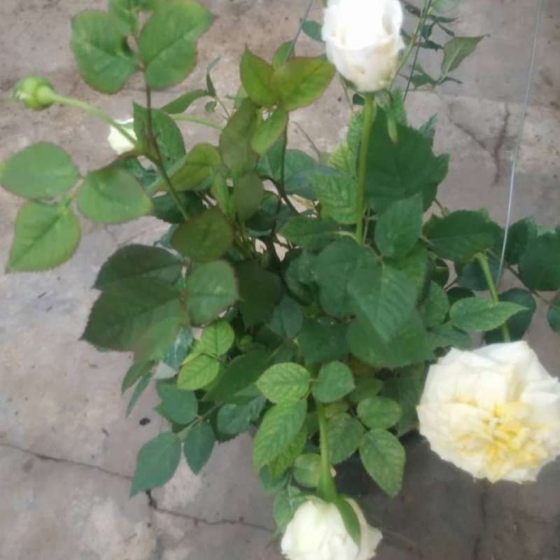 Jual Bibit tanaman bunga mawar rambat putih/Pohon bunga mawar rambat ...