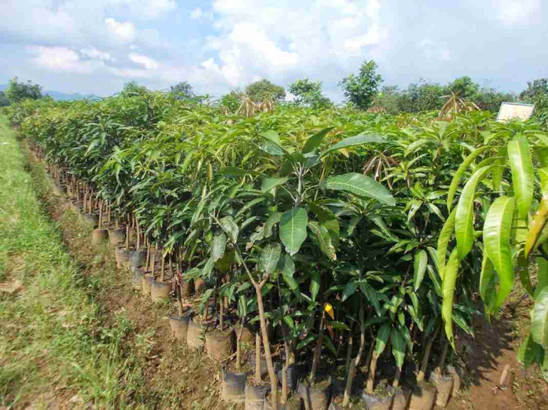 Jual Bibit Buah Tanaman Mangga Madu Anggur Di Seller Anekabibitbuah21 ...