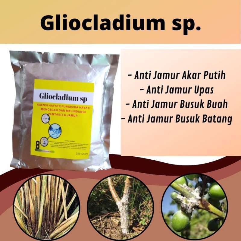 Jual Gliocladium sp, Fungisida Anti Jamur Akar Putih, Pestisida Biologi ...