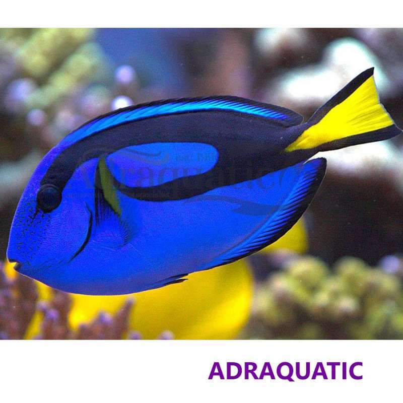 Jual IKAN HIAS AIR LAUT DORY LETTER SIX PARACANTHURUS HEPATUS ...