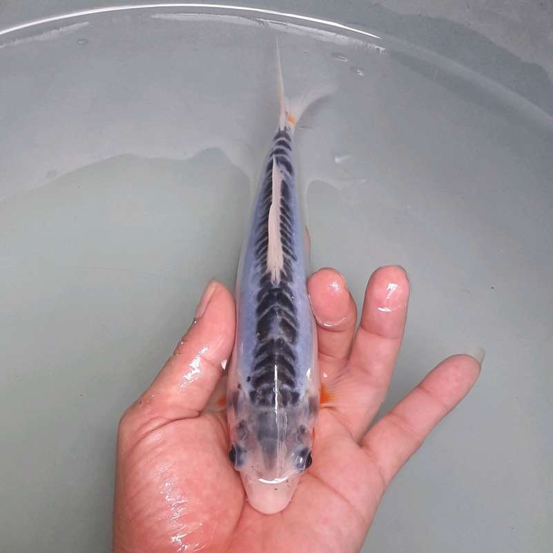 Jual Ikan Koi Blitar Jenis Hana Sushui/ Susui S06/ Lobina di Seller ...