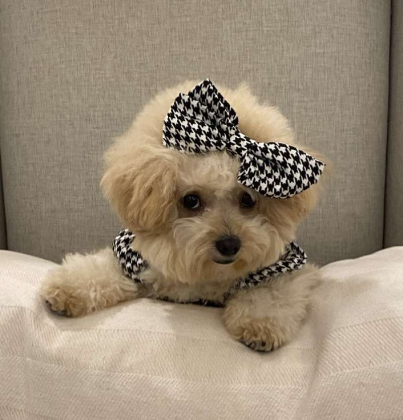 Jual Baju Anjing Poodle Jumpsuit Houndstooth Free Pita Pawpawsome ...