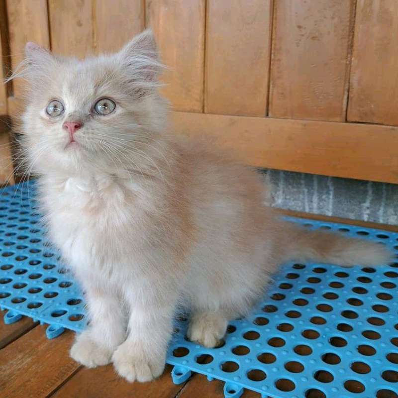 Kucing Persia Medium