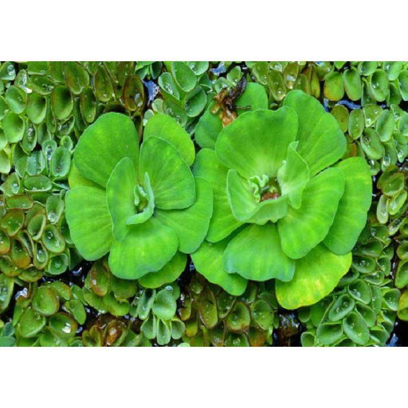 Promo Tanaman Air Apu Apu - Kapu Kapu - Kayu Apu Mini Diskon 9% di ...