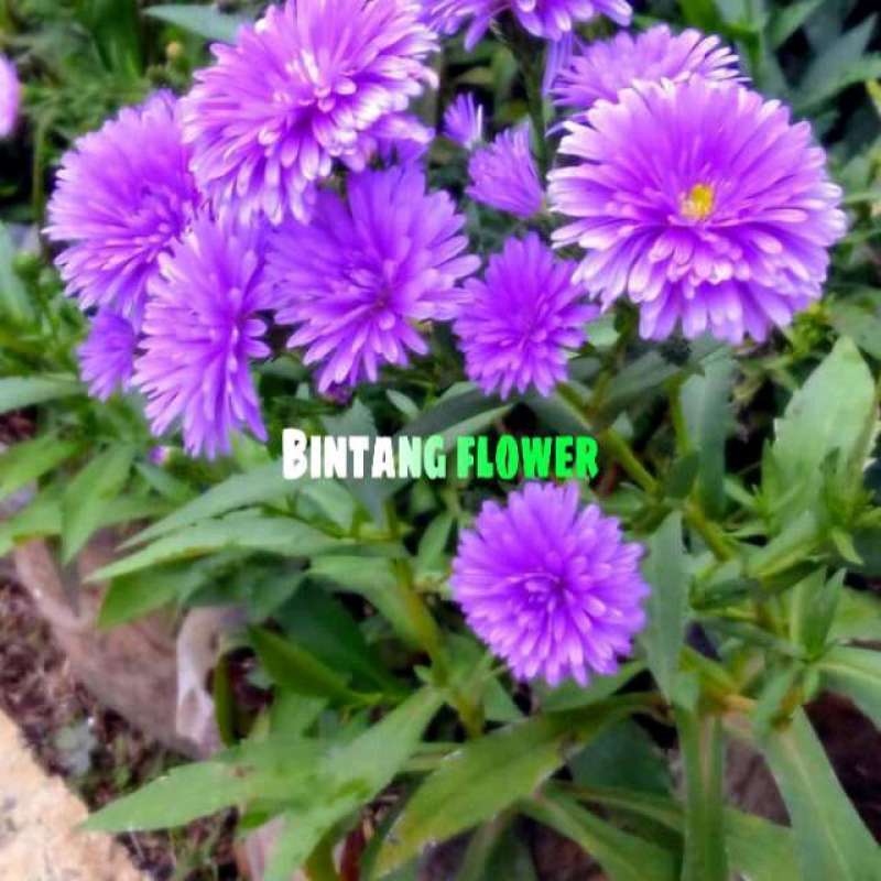 Promo Tanaman bunga aster pikok | tanaman bunga peacock ungu Aster ...
