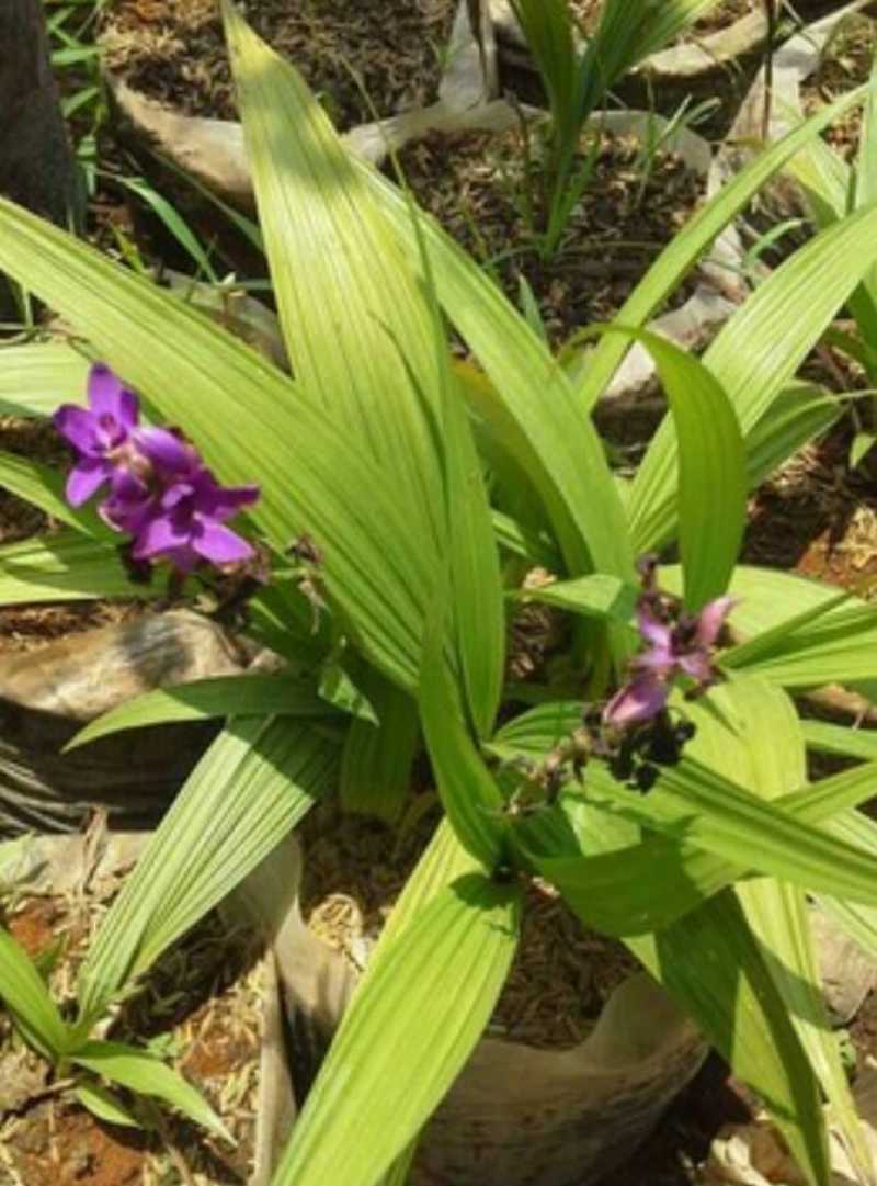 Jual tanaman hias anggrek tanah | anggrek tanah | pohon anggrek bunga ...