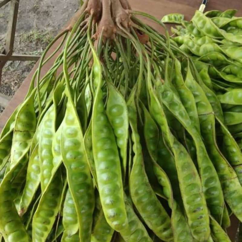 Jual pete petai super berkualitas harga murah lalapan segar Halal di ...