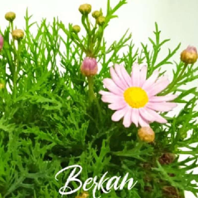 Jual Tanaman Daisy Original Murah - Harga Diskon Mei 2024 | Blibli.com
