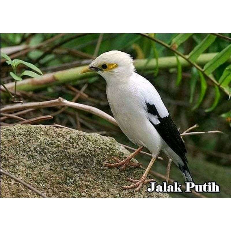 Burung Jalak Emas