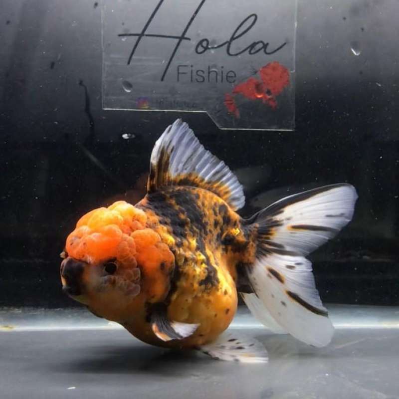 Jual ORANDA TIGER SHORT BODY / IKAN MAS KOKI / FANCY GOLDFISH di Seller ...