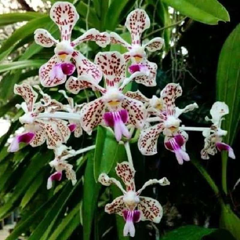 Jual Anggrek Vanda tricolor tri colour Dewasa di Seller Iserba - Indra ...