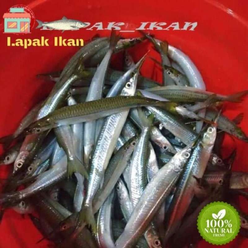 Jual Ikan Kacang~Kacang Segar 1~Kilogram di Seller LapakIkan - Pluit ...