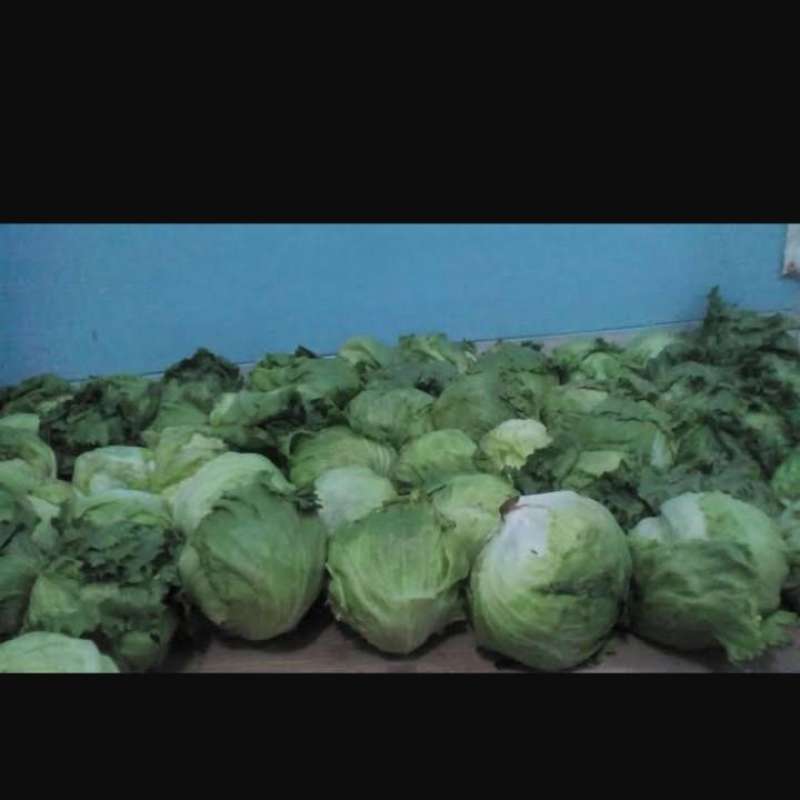 Jual Sayur Lettuce Head Letus Selada Bokor Segar Fresh Halal di Seller ...