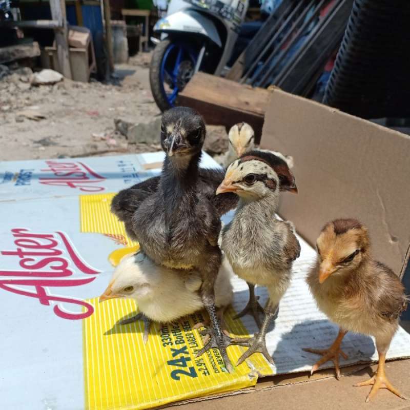 Jual Ayam Pelung Asli Cianjur - Ayam Pelung Asli di Seller DENTA PET ... Jual Ayam Pelung Asli Cianjur - Ayam Pelung Asli di Seller DENTA PET ...