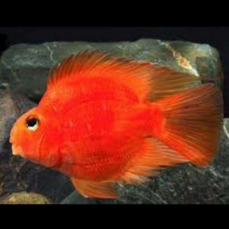Jual jenis ikan parot perot size 5-7 cm di Seller toha flowerhorn ...