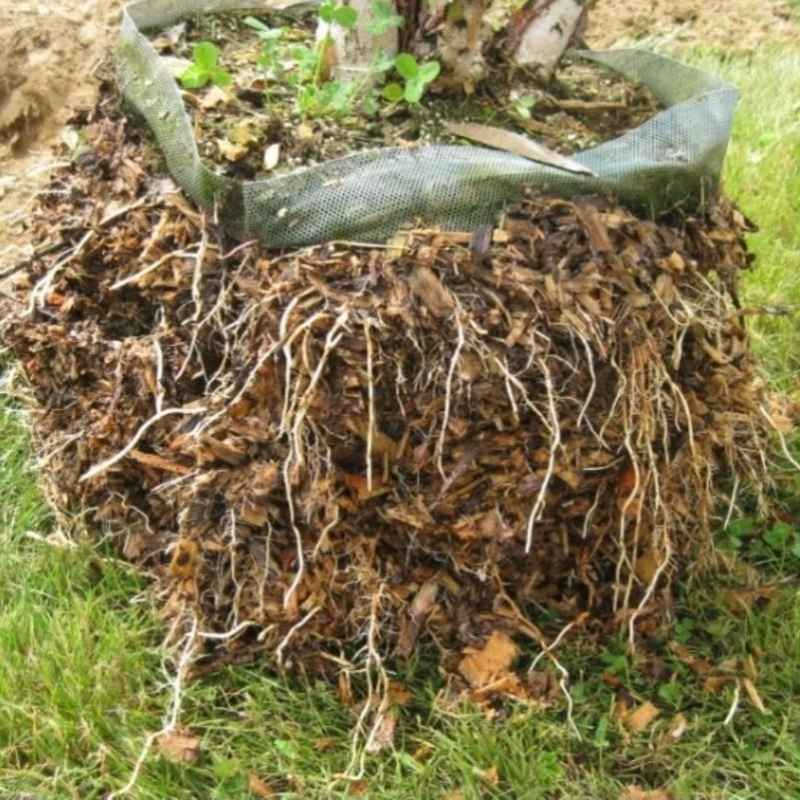 Jual Bamboo Mulch | Tanah Humus Bambu Fermented Steril Siap Pakai Metan ...