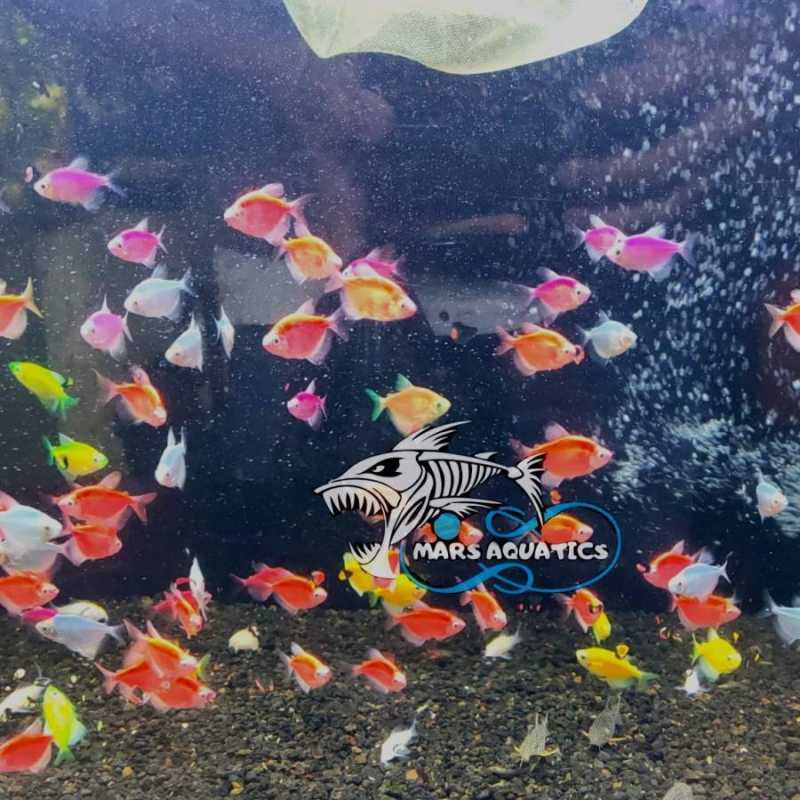 Jual IKAN HIAS IKAN AQUASCAPE GLOFISH TETRA GLOW IN THE DARK WARNA BIRU ...