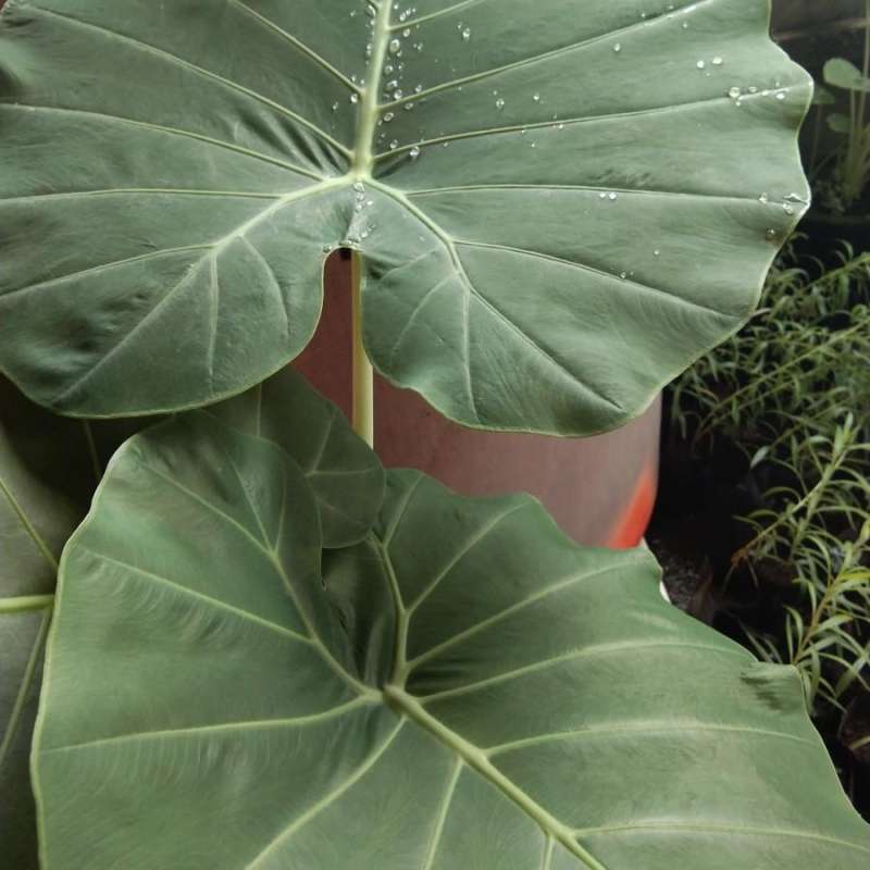 Jual TANAMAN TALAS BOGOR ATAU TALAS SAWAH di Seller Alvian Jaya ...