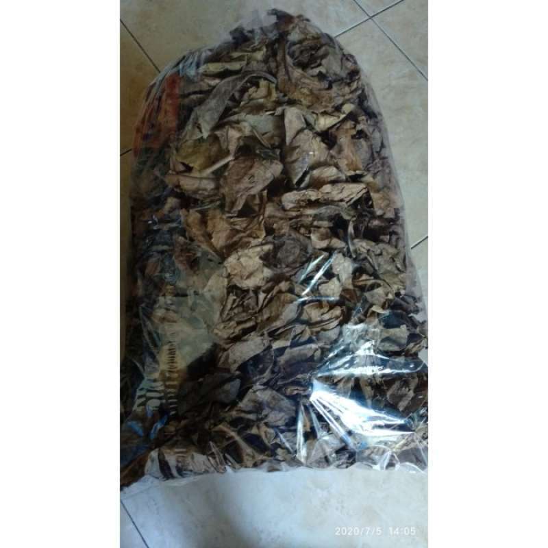 Jual Daun Ketapang Laut Olahan Fermentasi 1 KG di Seller Chiko Shop ...