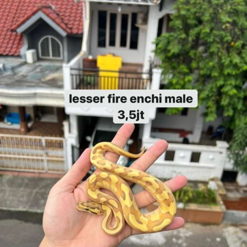 Promo ball python lesser fire enchi ready kak Diskon 23% di Seller ...