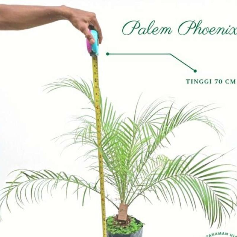 Jual pohon palem phoenix - Tanaman hias palem Phoenix di Seller home ...