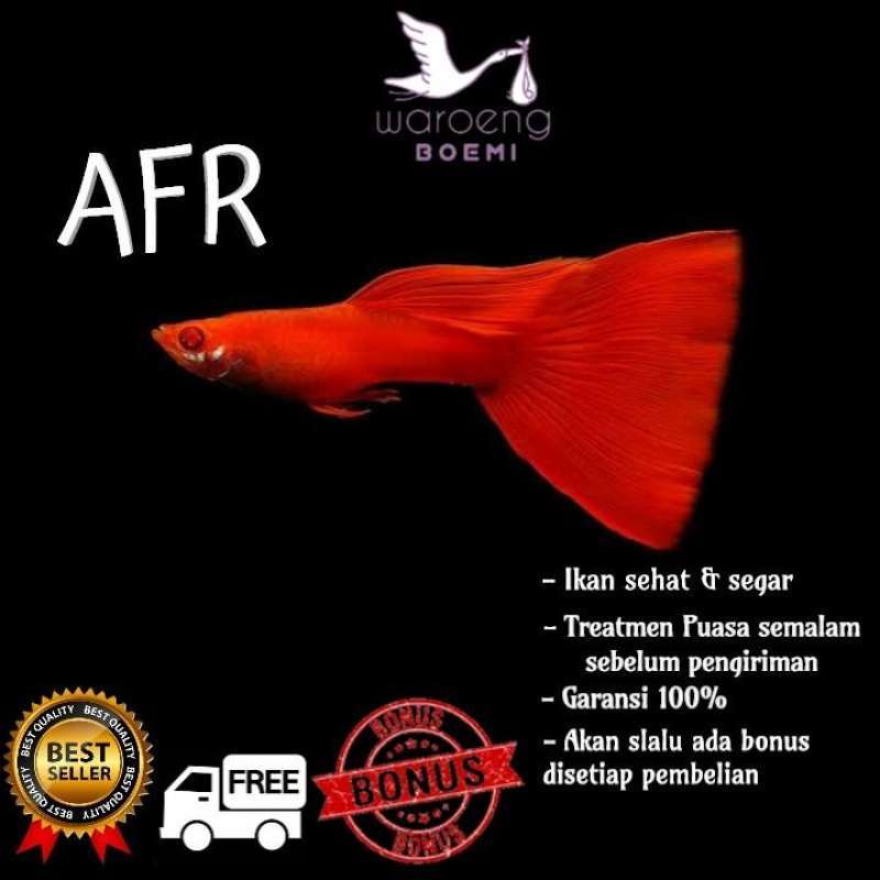 Jual hiasan aquarium Ikan Guppy Afr Albino Full Red Big Dorsal Sepasang di Seller Waroeng Boemi ...