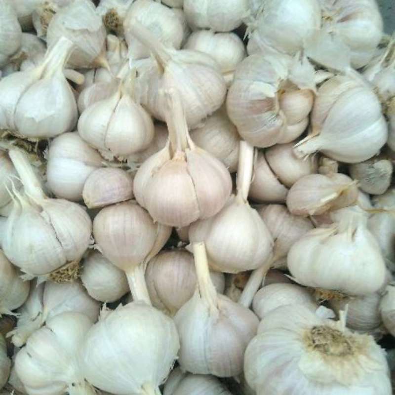 Jual Bawang Putih Kating 1000 Gr 1 Kg Termurah - Harga Grosir Terupdate ...