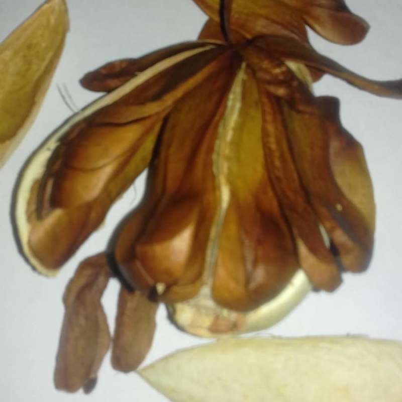 Jual biji mahoni atau swietenia mahagoni kering di Seller Nurherbal ... Jual biji mahoni atau swietenia mahagoni kering di Seller Nurherbal ...