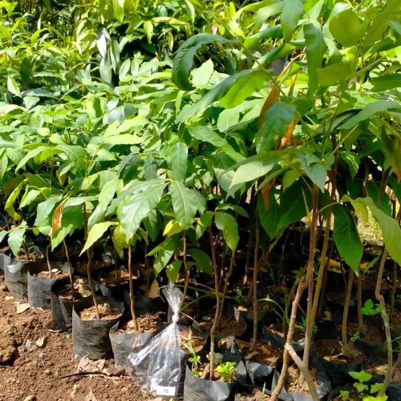 Tanaman Khas Bali - Homecare24