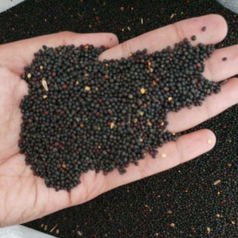 Jual Biji Sawi Pakan Burung 25Kg Khusus Gojek di Seller DENTA PET SHOP ...