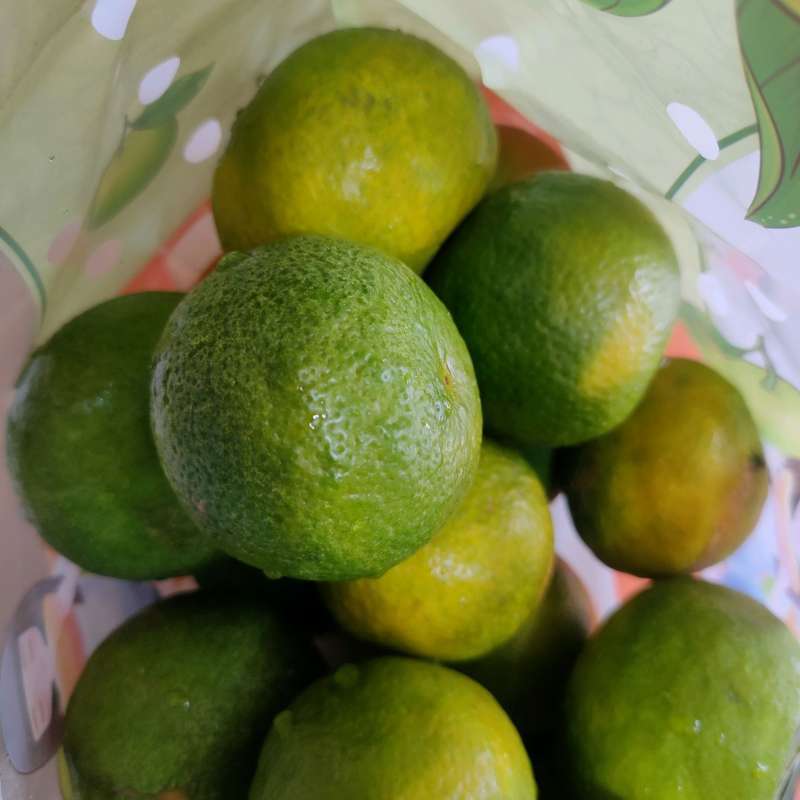 Jual Jeruk Santang Madu 1 Pack Di Seller Clarif_jaya - Cengkareng Timur ...