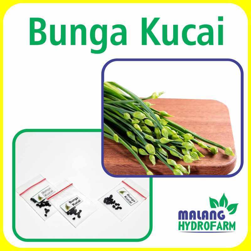 Jual Benih Bunga Kucai Unggulan Berkualitas biji bibit repack kembang ...