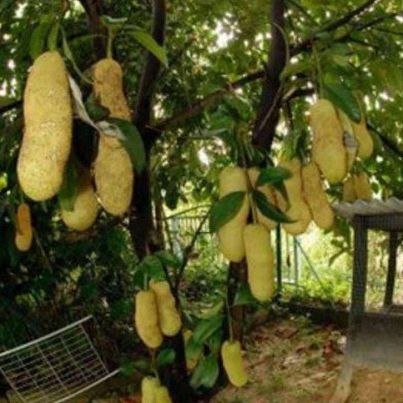 Nangka Cempedak Pre Order) Cempedak Rimba Premium (5kg/Box) Dusun