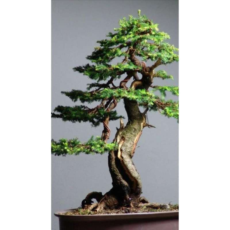 Jual Benih Biji Pohon Norway Spruce Cocok Untuk Bonsai di Seller ...