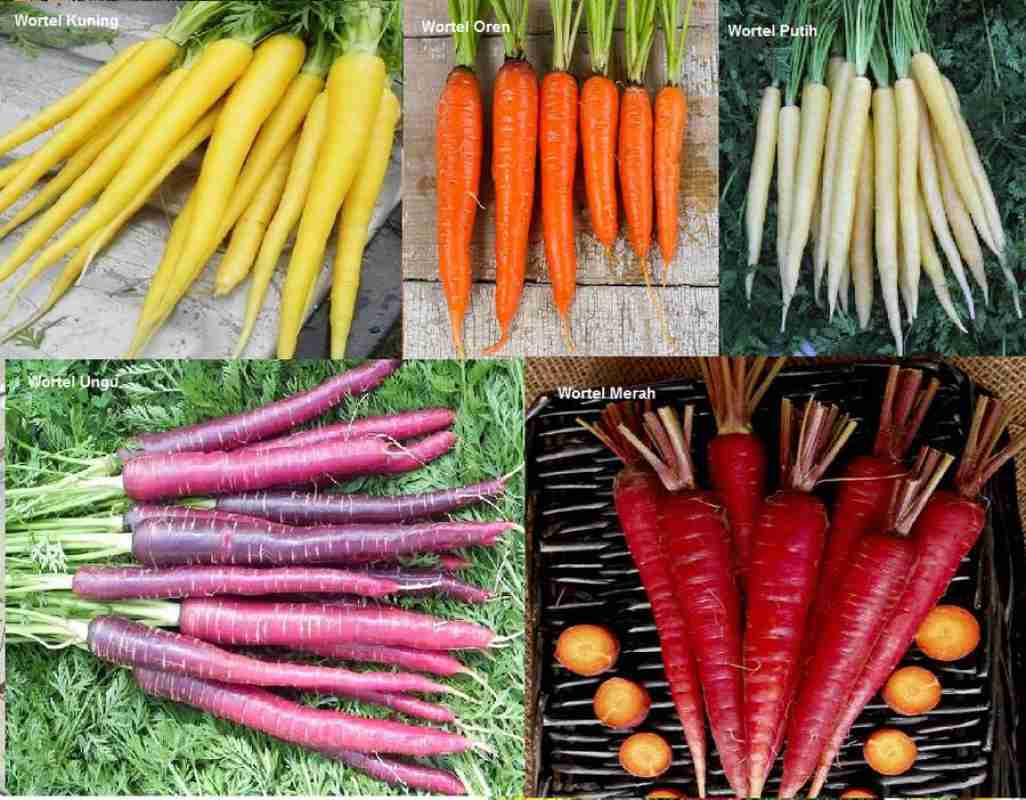 Jual Paket Hemat Benih Sayur Wortel Unik 5 Warna Menarik di Seller ...