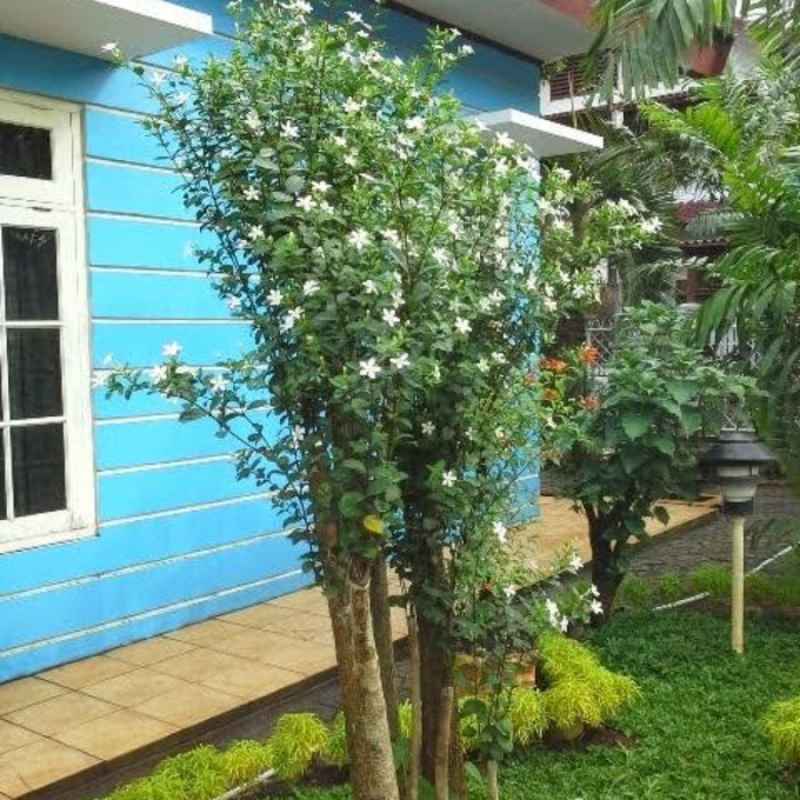 Promo pohon tanaman bonsai jasmin Diskon 17% di Seller Rumahku Idamanku ...