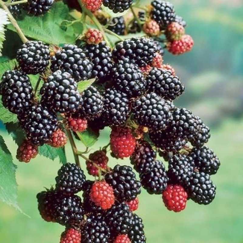Jual bibit tanaman buah murbei, murbay manis di Seller assyifa agro ...
