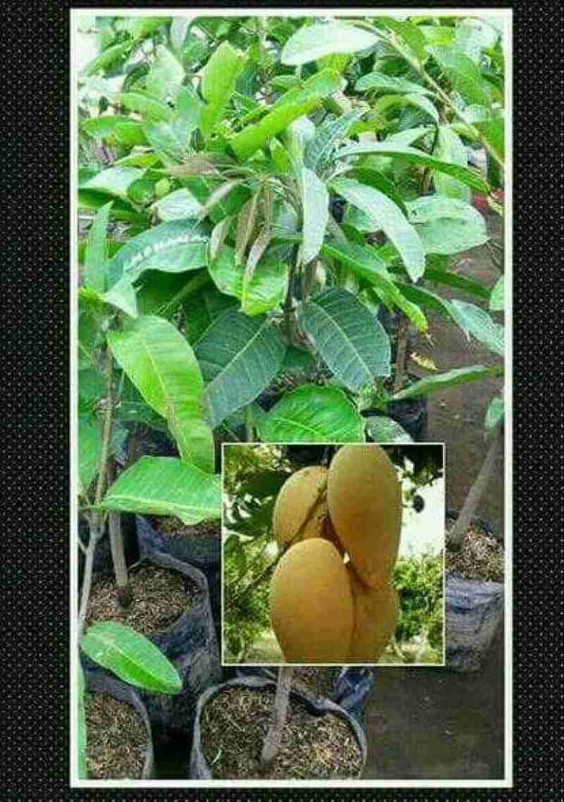 Jual X3na Bibit Tanaman Buah Mangga Cokanan Di Seller Griya Bibit3 ...